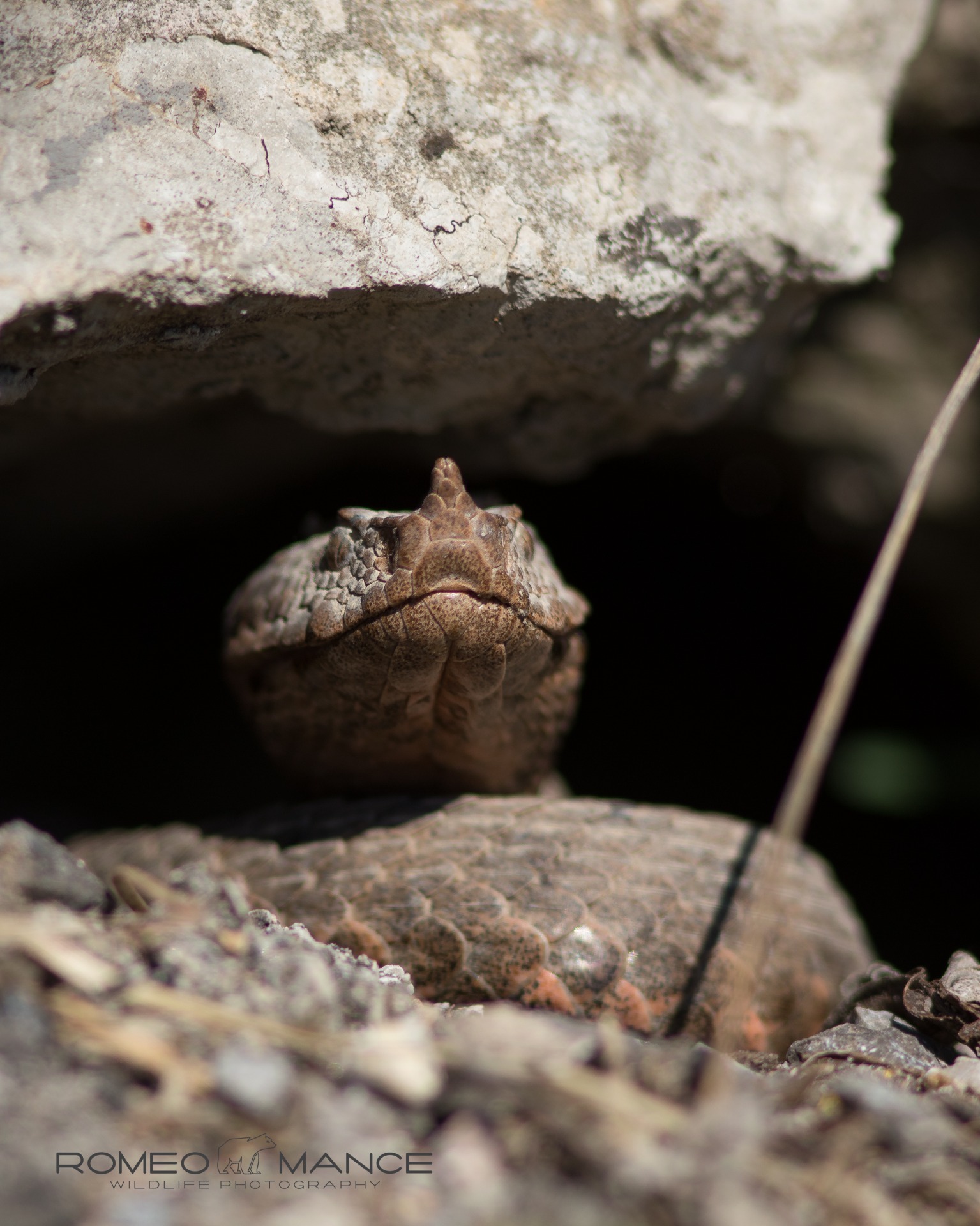 Izložba fotografija - Romeo Mance :: Processus montanus