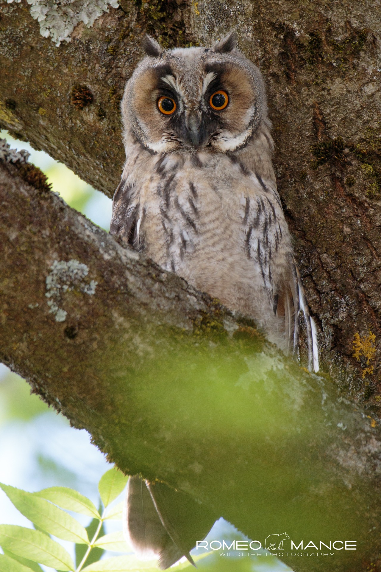 Izložba fotografija - Romeo Mance :: Processus montanus